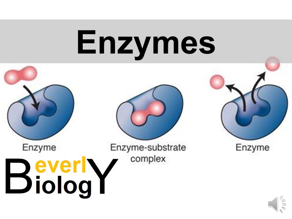 Enzymes and Catalysts