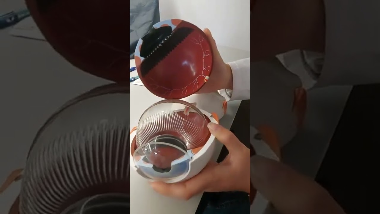 Globo ocular: Anatomía general del Ojo humano