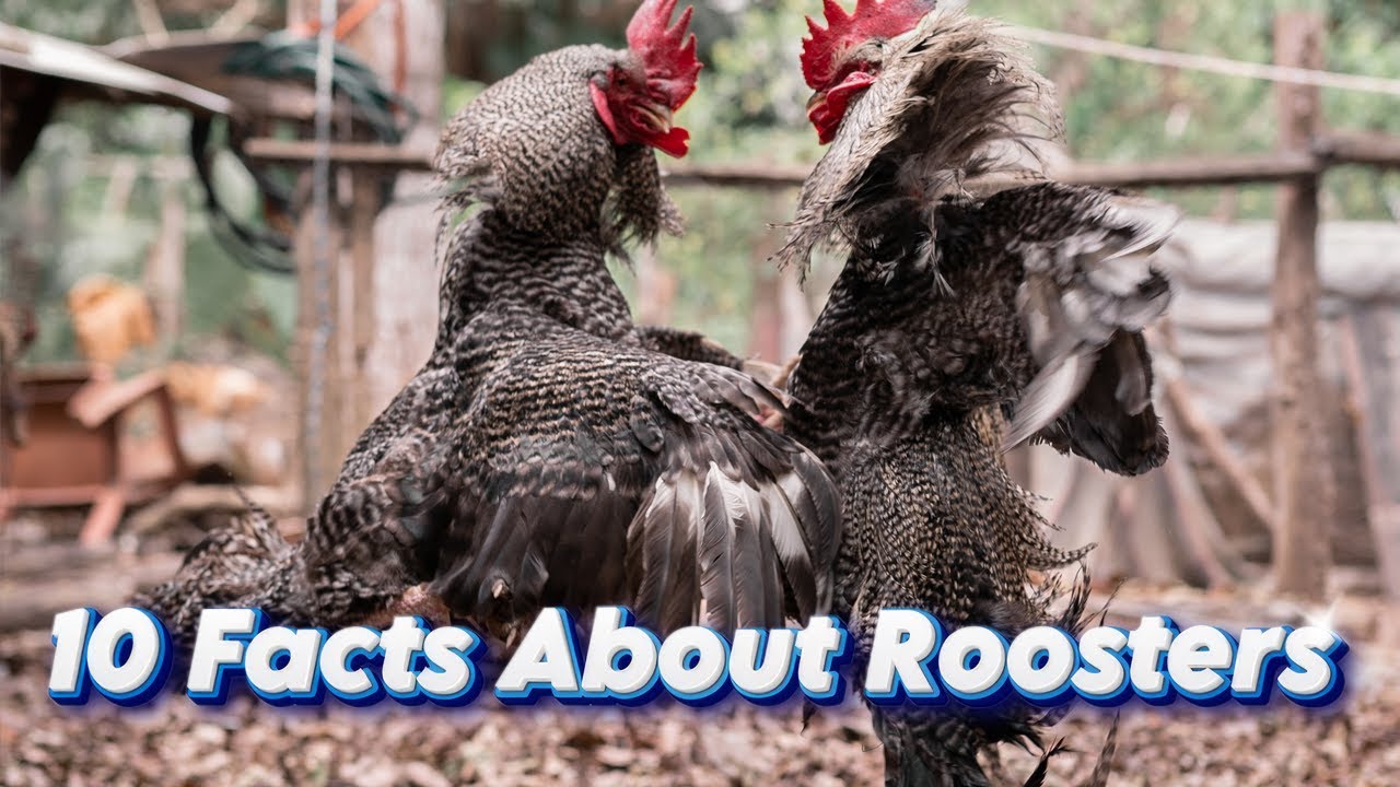 10 Facts About Roosters