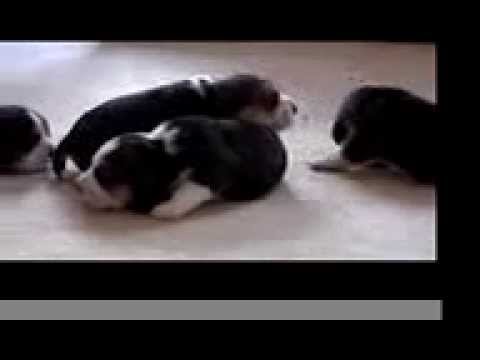 Lola and her pups