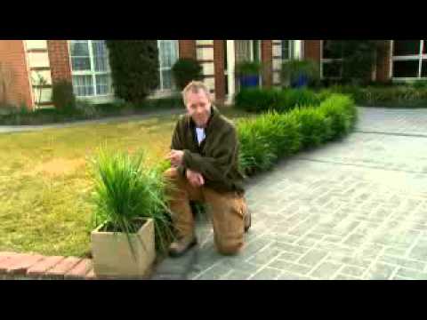 The Garden Gurus - Plant Profile: 'Little Jess' and 'King Alfred'