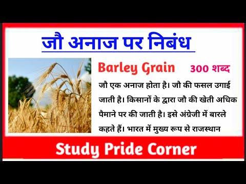 Essay on Barley | Essay on Barley in Hindi | Essay on Barley Grain /Cereal | जौ अनाज पर हिन्दी निबंध