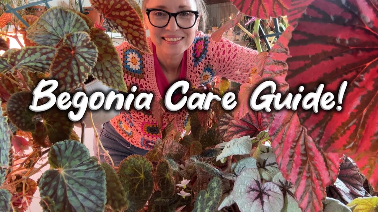 Begonia Care Guide | How To Grow Begonias | How To Propagate Begonias