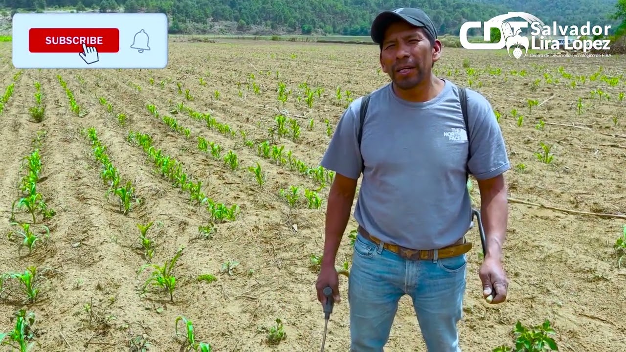 Control de plagas en maíz - Cocucho