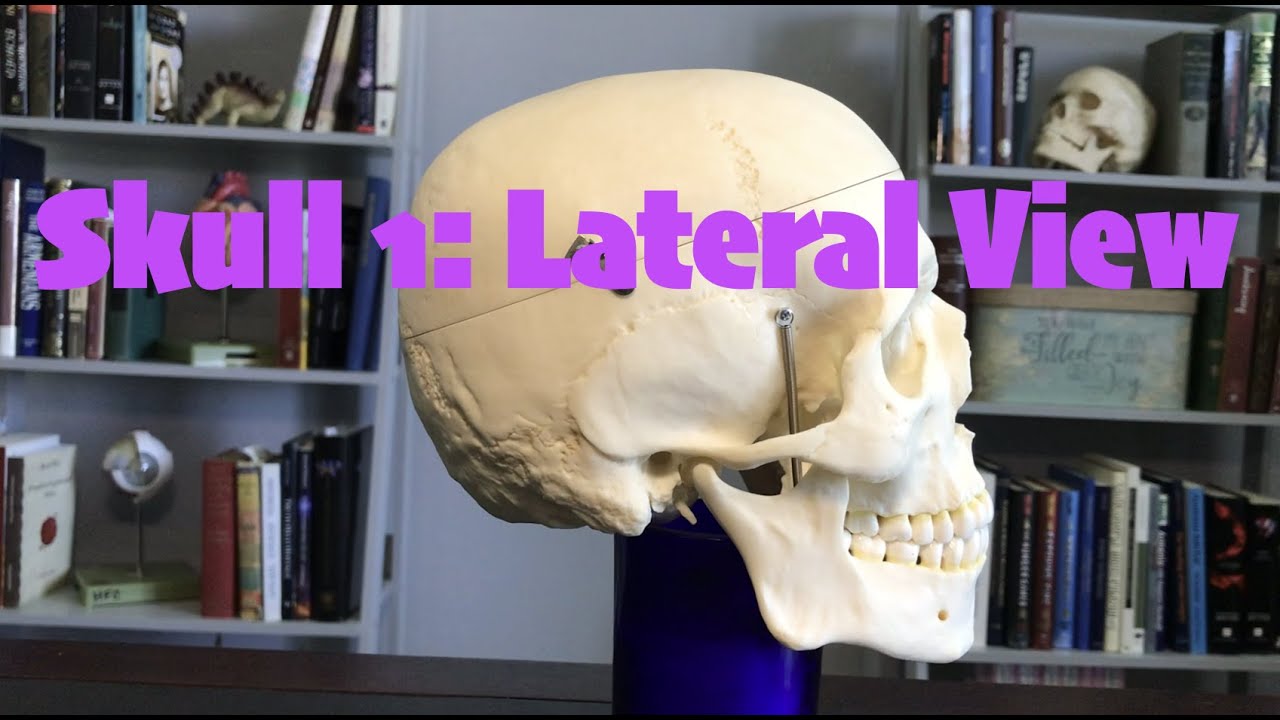 Skull 1 Lateral View