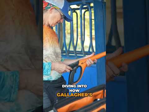 How do we weigh and identify cattle?