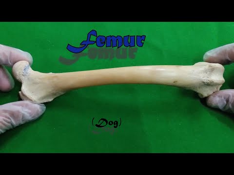 Anatomy of Femur of Dog with Muscular Attachment| Veterinary Anatomy | Dog Hindlimb