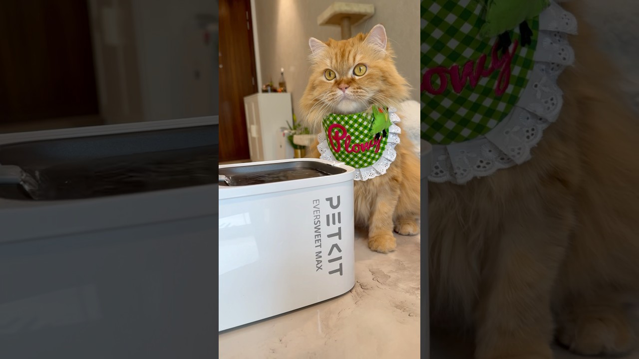 Water fountain for pets! #funnycat #catvideo #catreaction