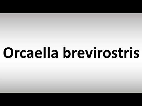 How to Pronounce Orcaella brevirostris