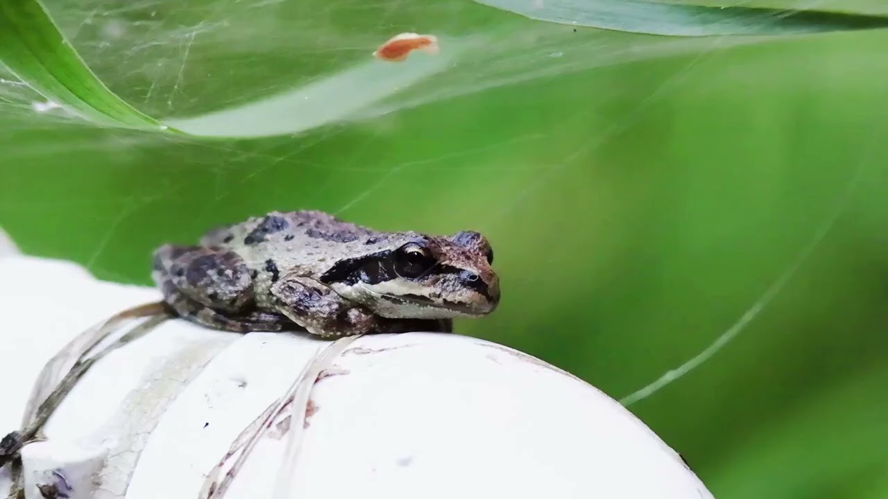 Ultimate Guide to Caring for Gray Tree Frogs