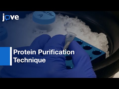 Detecting Sumoylation & Ubiquitination (Ndc10 & Ndc80) (Purification Technique)