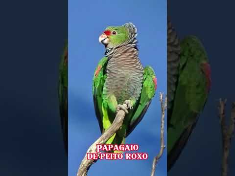 Tipos de papagaios do Brasil #natureza #animais #aves #Brasil #curiosidades