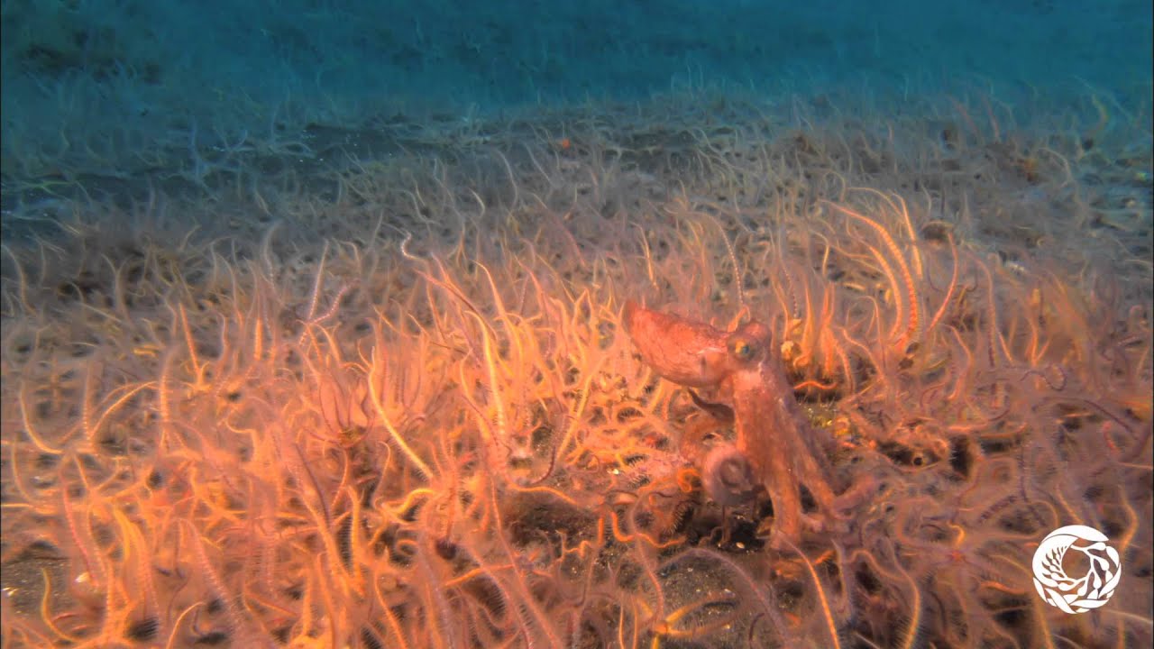 Cephalopods on the Move