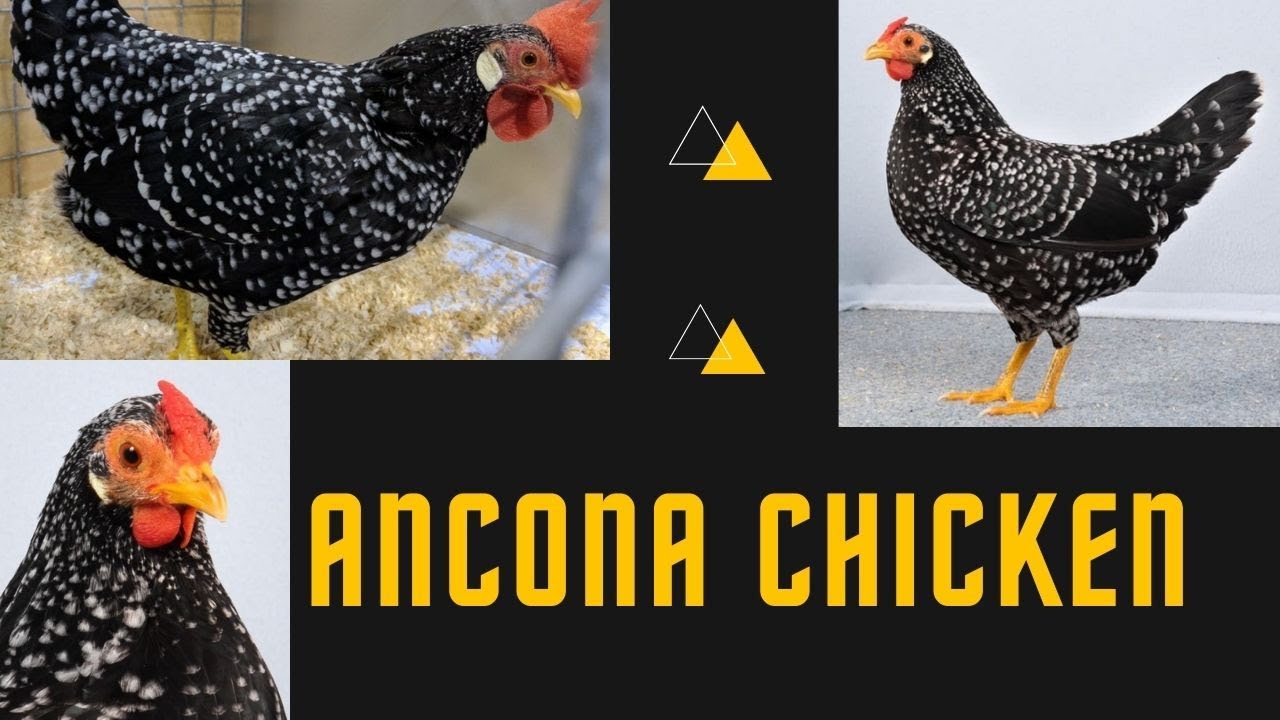 Ancona Rare Breed Chickens