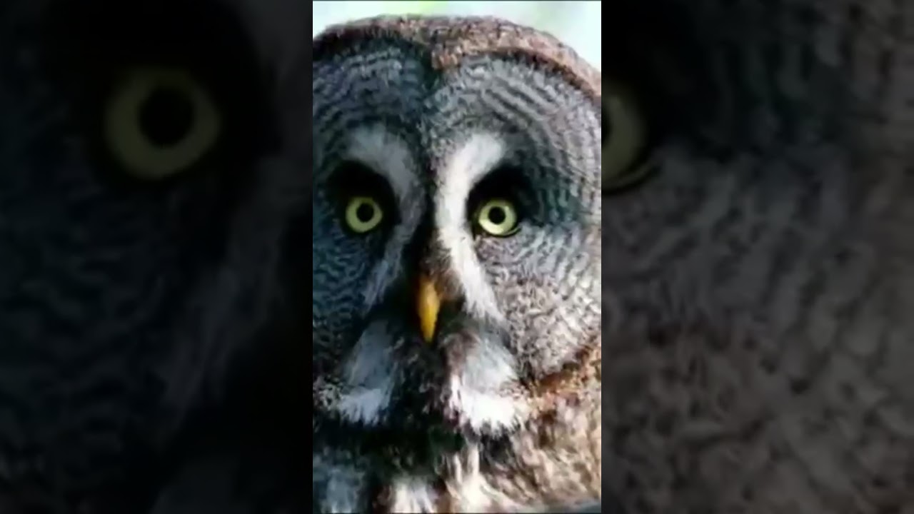 owl sounds at night #scary #cuteanimals
