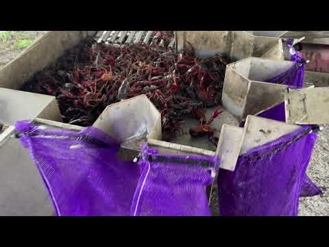 Purging Crawfish