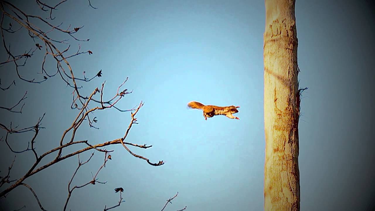 Squirrel Jump in Slo-Mo using Twixtor