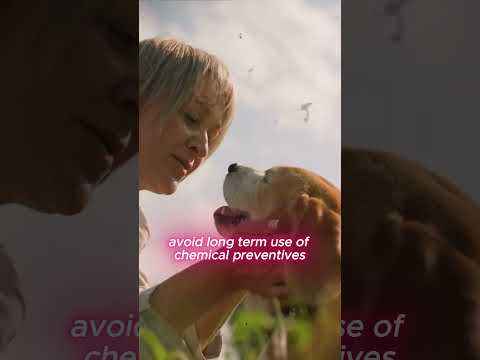 Protect Your Pet from DANGEROUS Dog Risks?#pet #cat #petcare #cute #pethealth #animalhealth#petshub