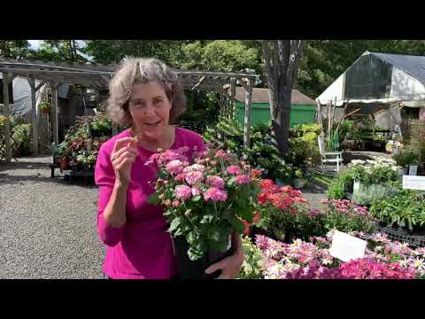 Perennial Mums!