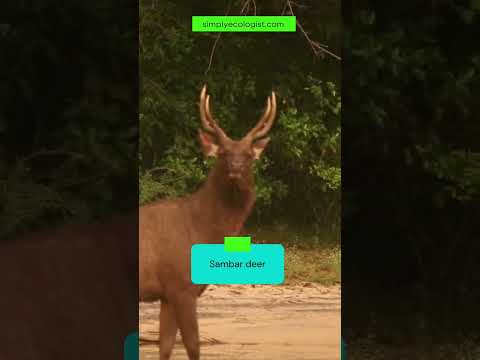 Sambar deer, of the largest in the world after elk #shorts