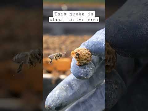 The Birth Of A Queen Bee π