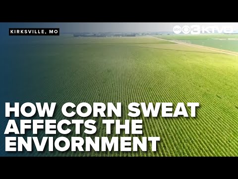 Corn sweat and how it affects the environment