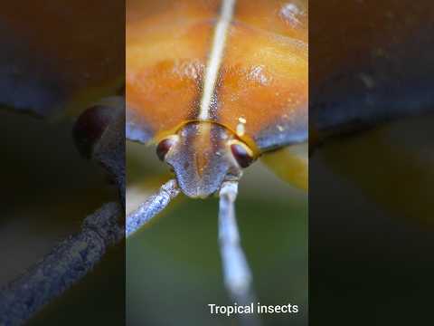 longhorn beetle attacks stink bug and the end #longhorn beetle #bug