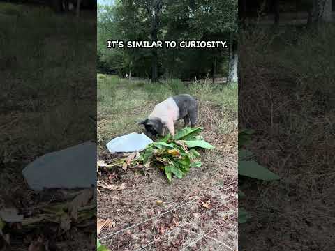 The Curiosity of Pigs #pasturedpigs #farming