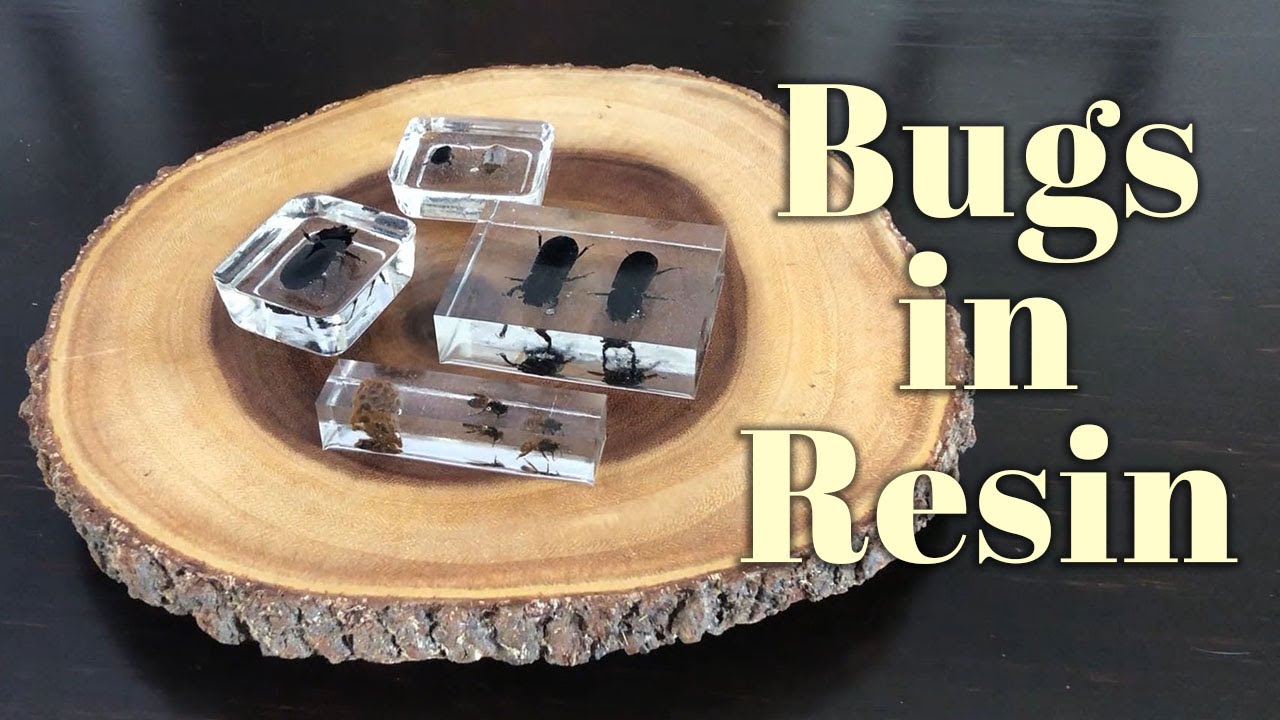 Making A Bug Collection in Resin