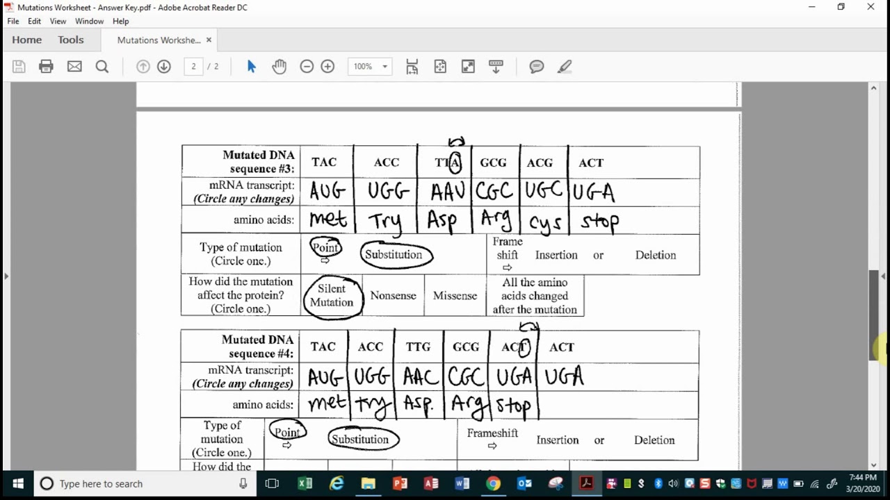 Answer Key for the Mutations Worksheet