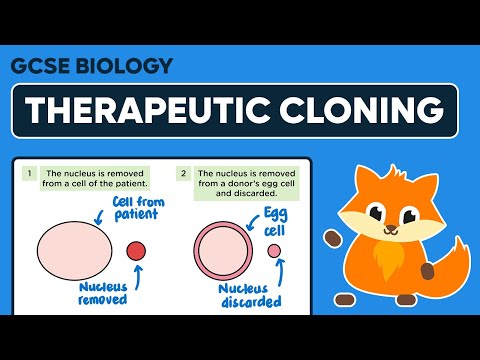 Therapeutic Cloning - GCSE Biology