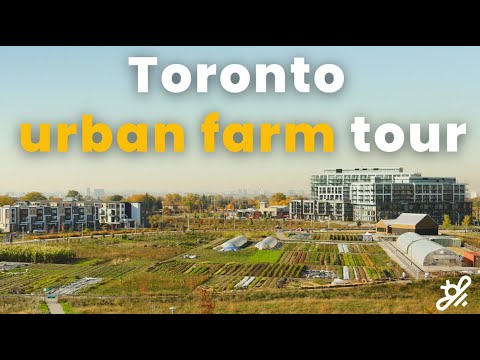 What is an urban farm? A tour of Toronto’s Fresh City Farms (@Fresh City Farms )