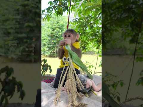 Flower of the parasol tree ... #monkey #flowers #parasol