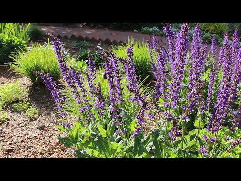Benefits of Perennial Plants
