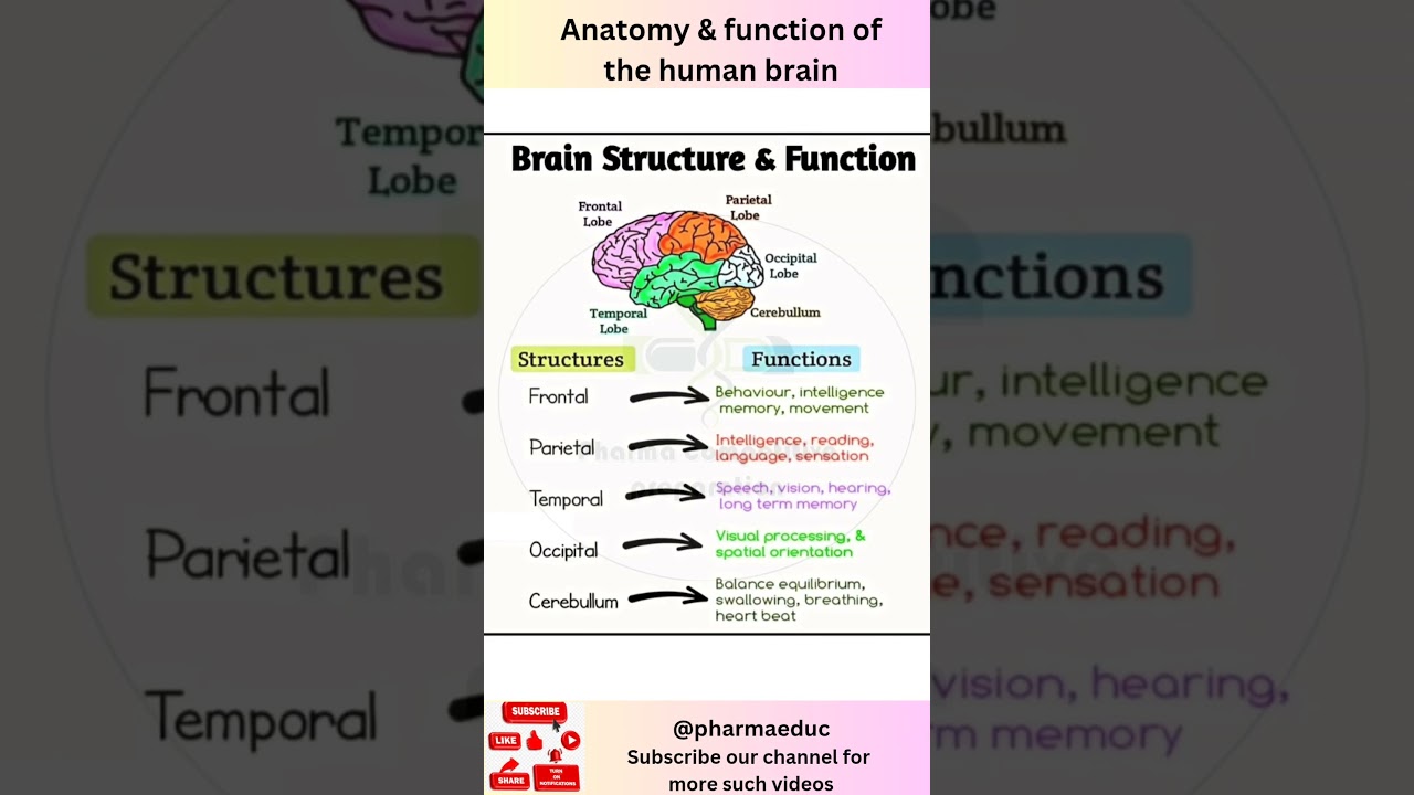Brain structure & function | Anatomy & function of the human brain