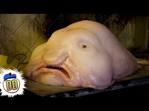 Top 15 Scary Deep Sea Creatures (Video) | Strange | Before It's News