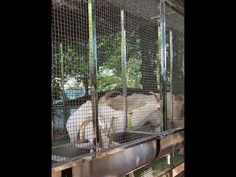 Feeding time for Saanen Goats | Goats World Kerala | #shorts