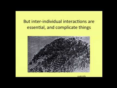 Collective Phenomena, Collective Motion, and Collective Action in Ecological Systems (Part 10 of 14)