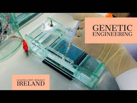 Genetic Engineering -updated