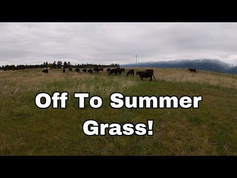 I Put My Cows Out To Pasture!!