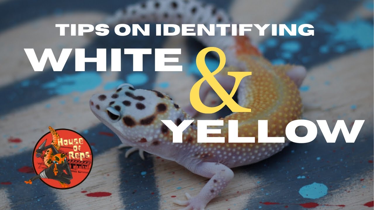 Tips on Identifying White & yellow Gene in Leopard geckos