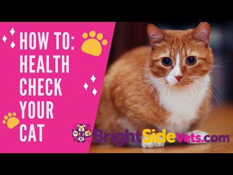 How To Do A Cat Health Check At Home - Bright Side Vets