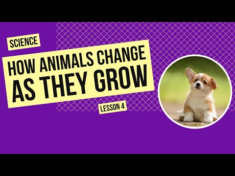 How Animals Change as They Grow | Science Lesson