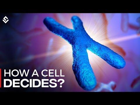 How Cells Decide Between X And Y Chromosomes? Explained