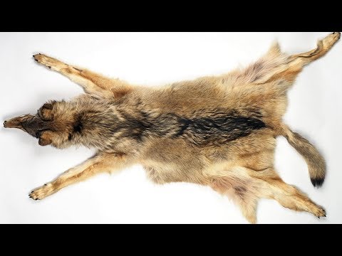 American Sign Language ASL Video Dictionary - fur