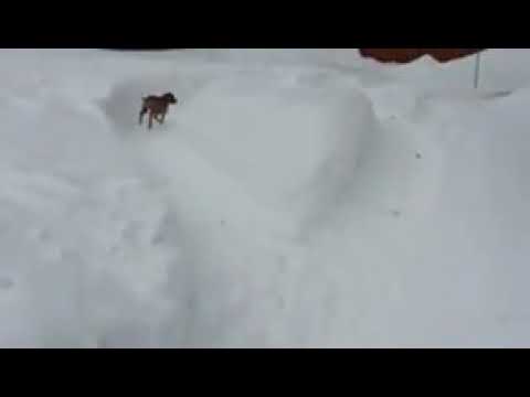 small mind is also small. watch funny dog gif #gif #meme #whatsappvideo original no audio