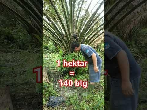 LAHAN 1 HEKTAR BISA TANAM SAWIT 140 BATANG