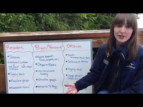 The 3 Killer Whale Ecotypes of BC