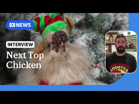 What does it take to be Australia's next top chicken? | ABC NEWS