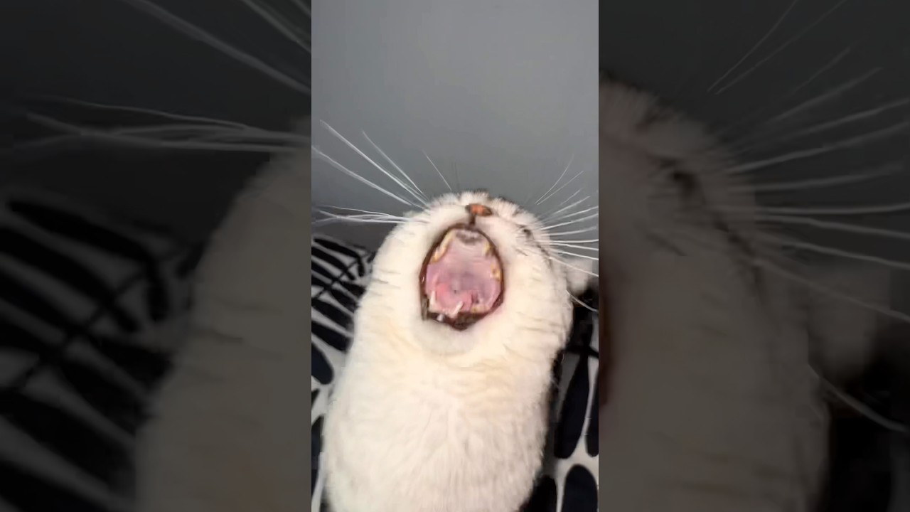 Real Life Singing Cat!